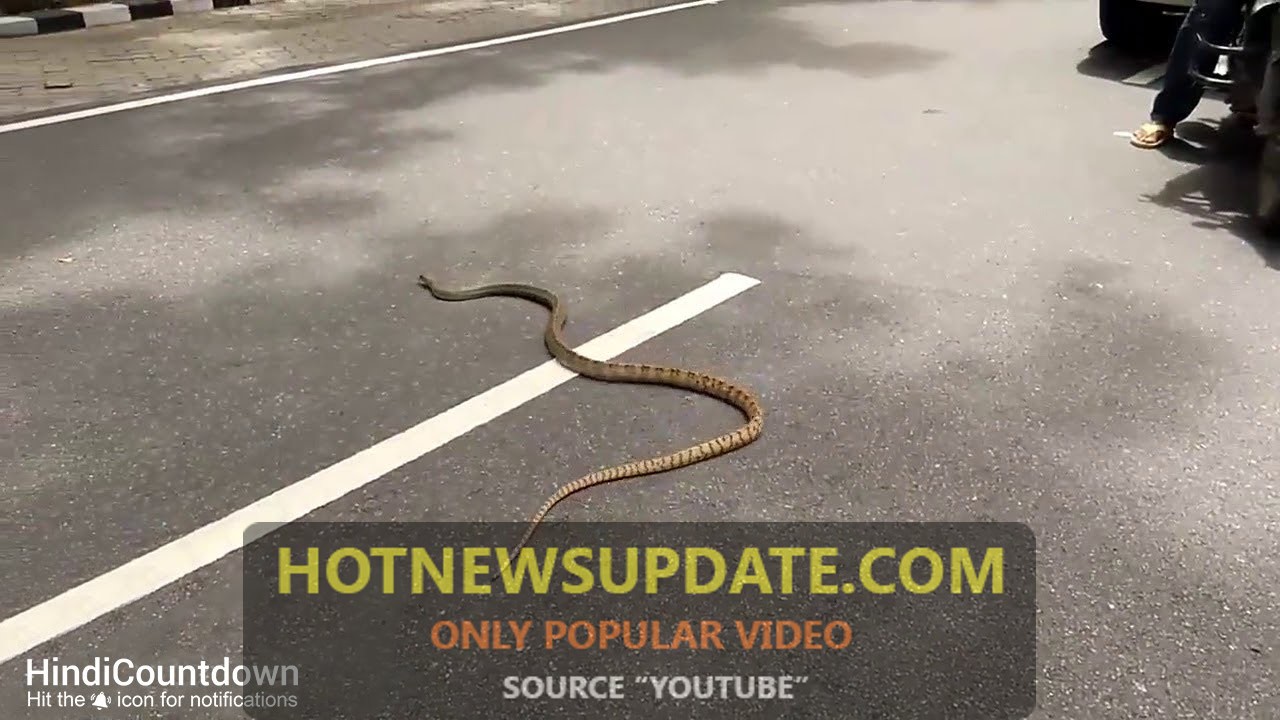 Most Venomous Snake in the World - Hot News Update